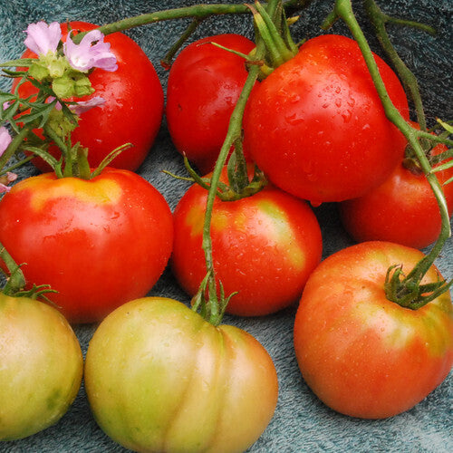 Tomato Seeds | Organic, Non-GMO Tomato Seeds for sale Canada | Saturday ...